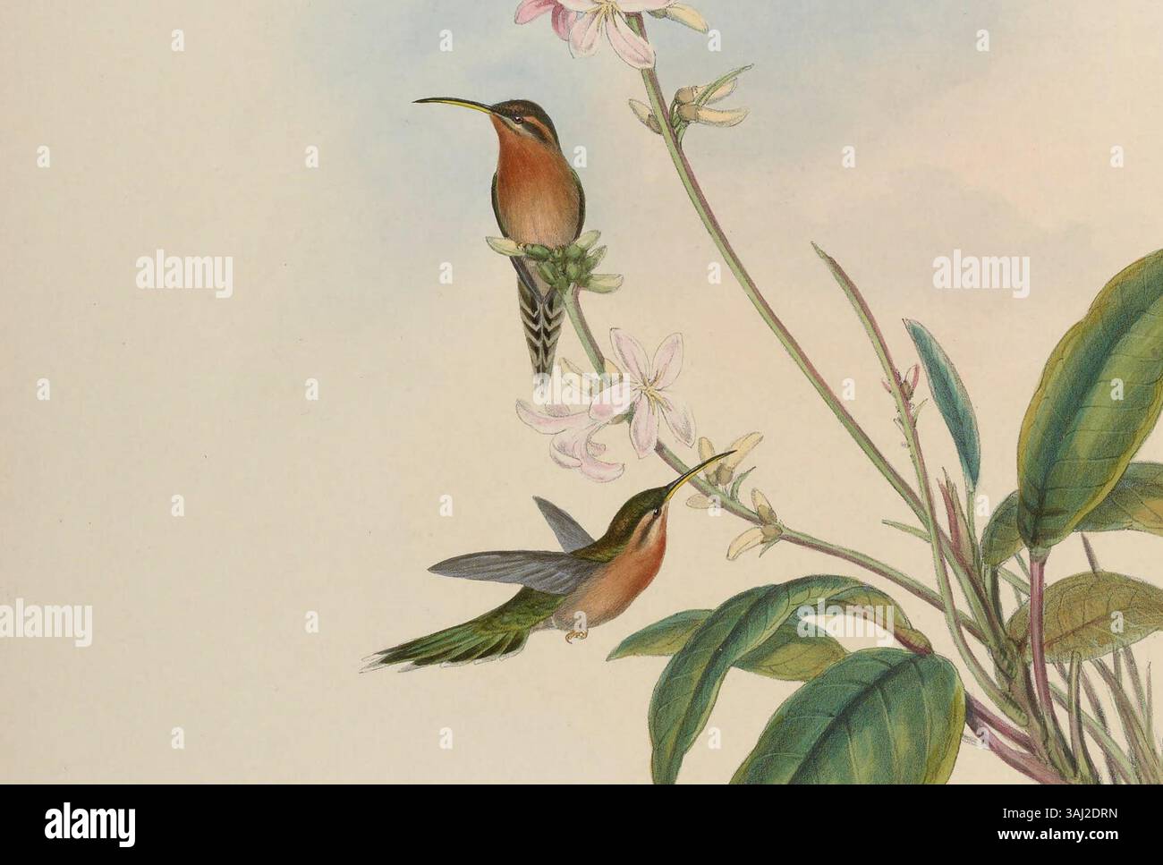 Illustration by John Gould from his 1849 monograph, depicting the ...