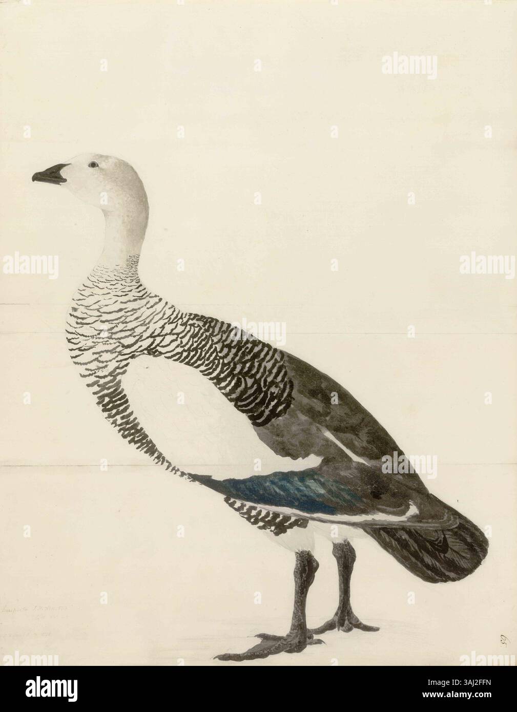 'Chloephaga picta', illustrated by Georg Forster, is a watercolor ...