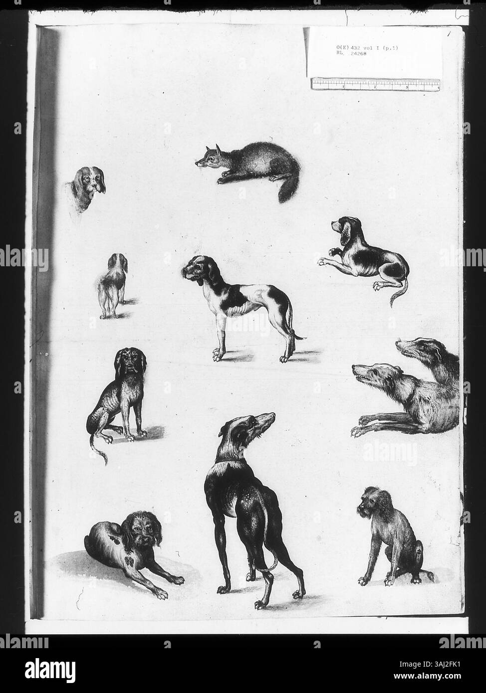 A watercolor by Alexander Marshal depicting ten dogs in pursuit of a ...