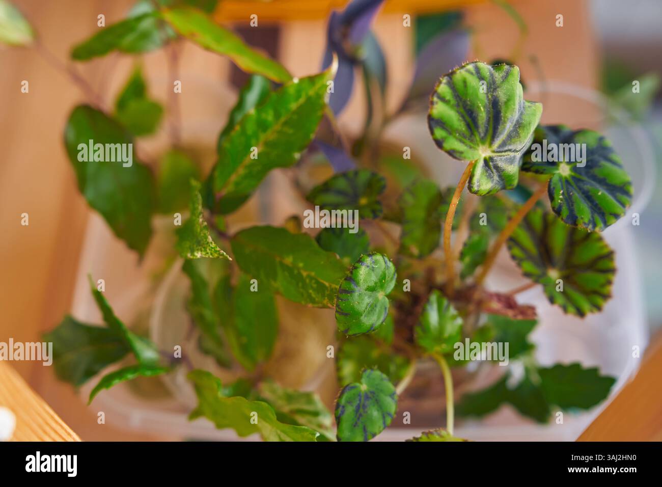 Tiger paw begonia begonia hi-res stock photography and images - Alamy
