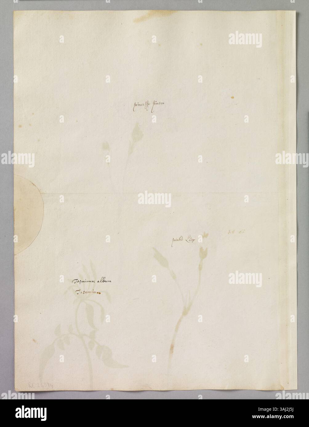 This watercolor by Alexander Marshal depicts three distinct flowers: a ...