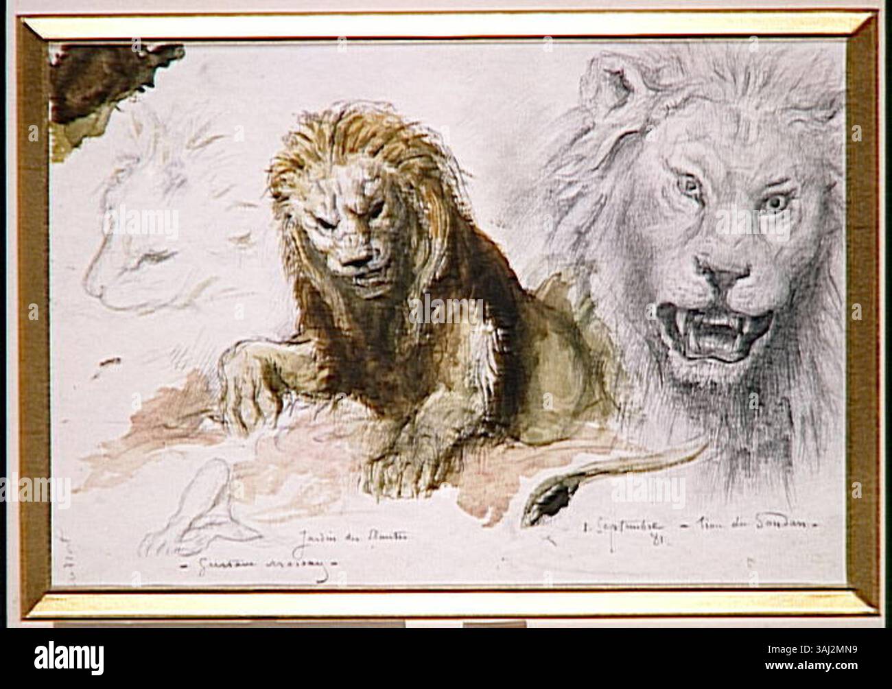 'Etude de lions' by Gustave Moreau is an animal study featuring lions ...