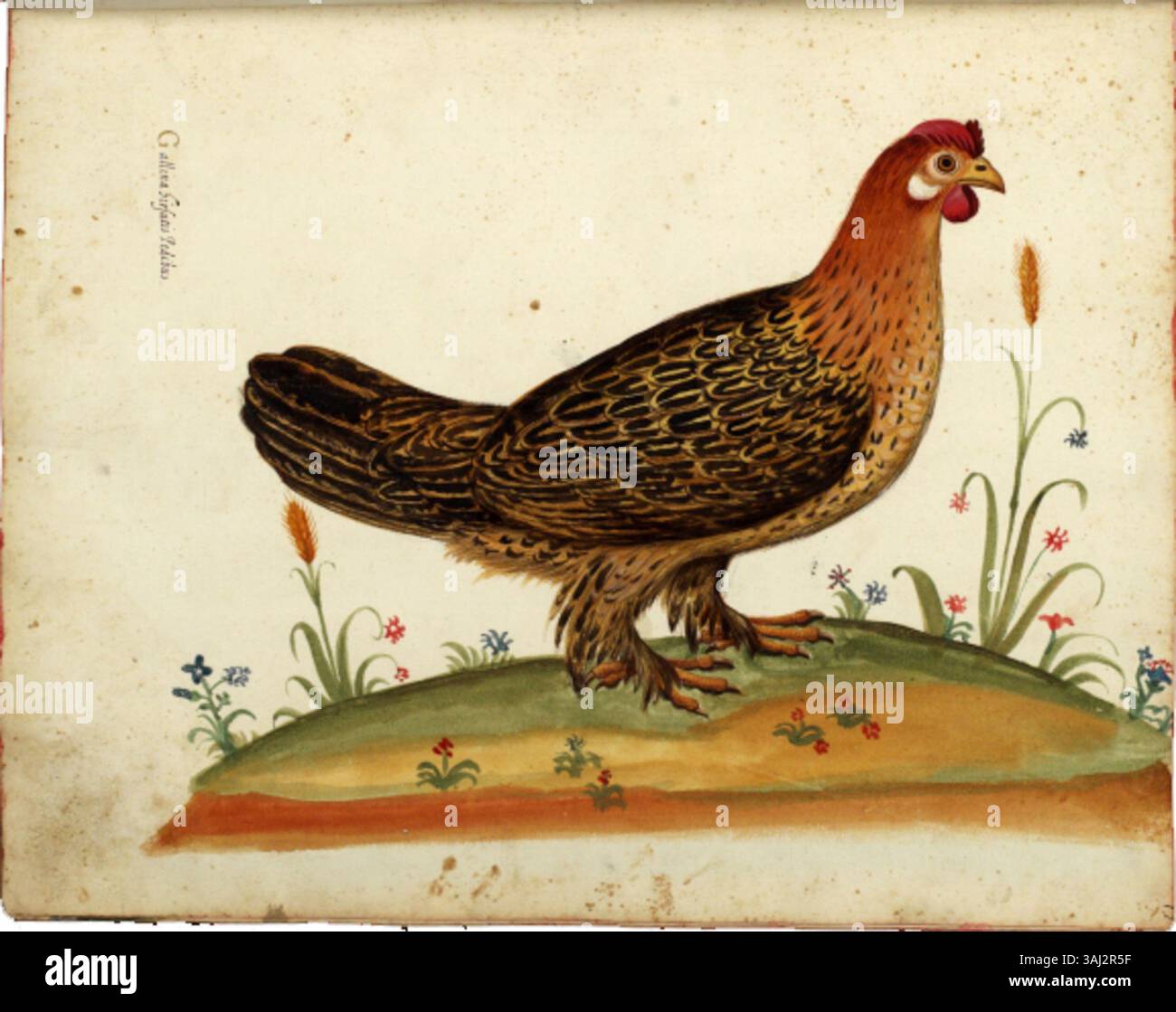 An illustration by Ulisse Aldrovandi of the 'feather-legged hen ...