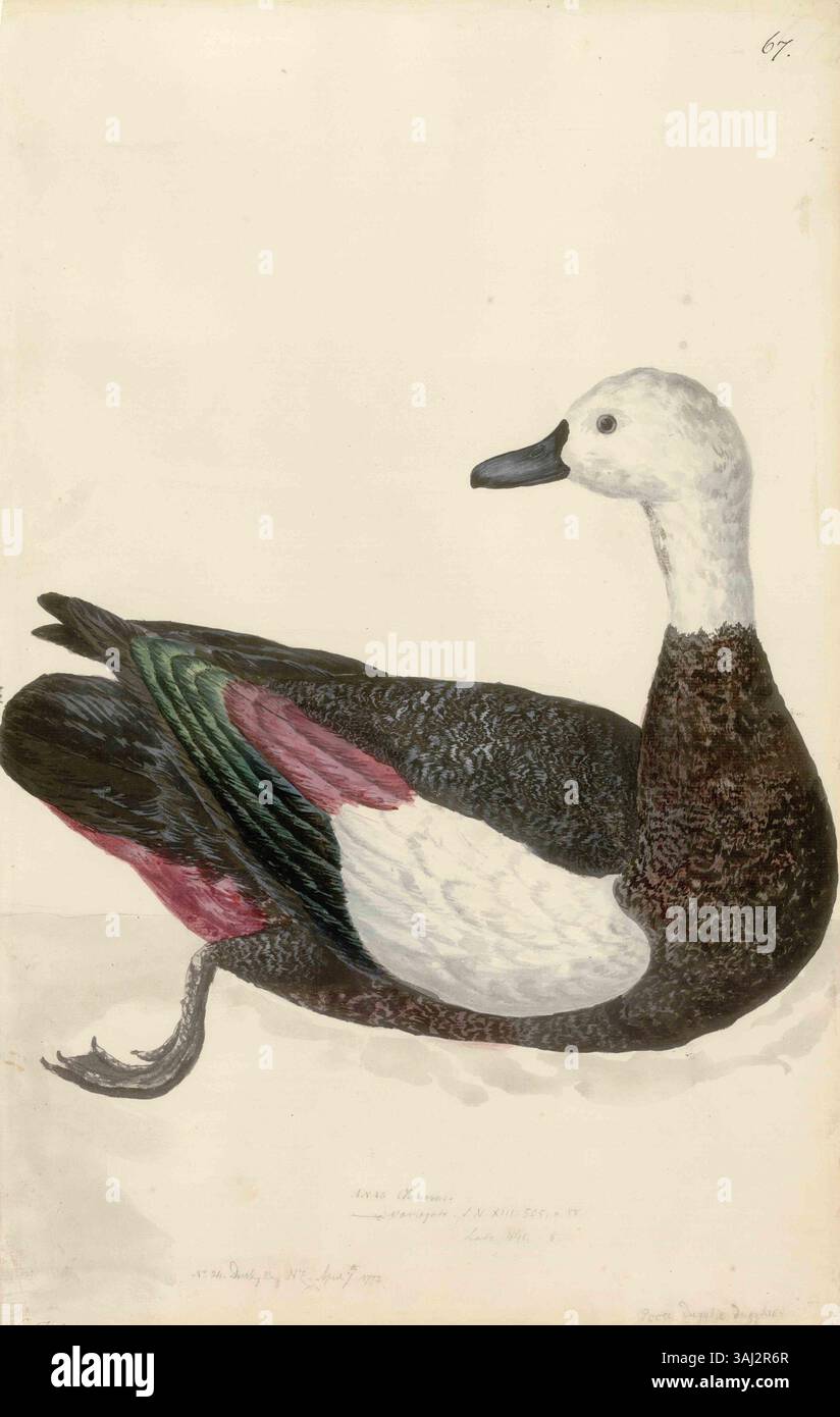 Watercolour drawing by Georg Forster of the paradise shelduck (Tadorna ...