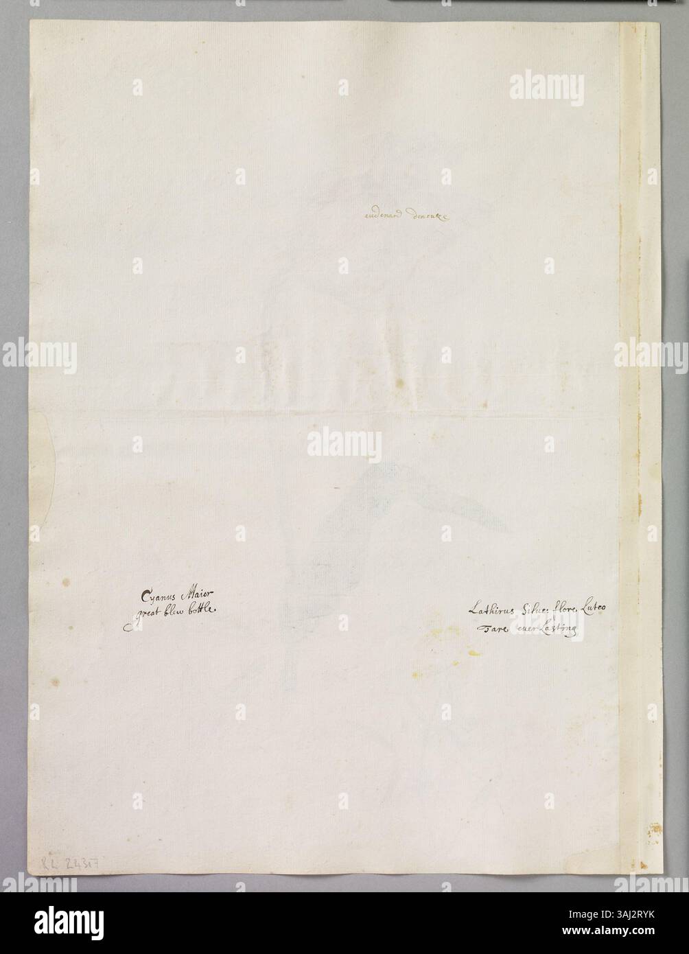 A page of watercolours by Alexander Marshal depicting Everlasting Tare ...