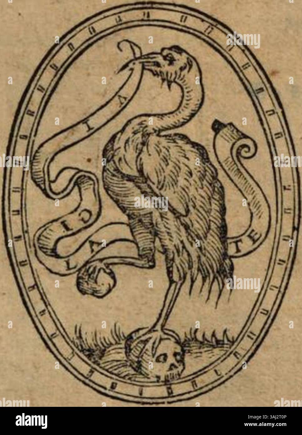 Birds watchful stance hi-res stock photography and images - Alamy