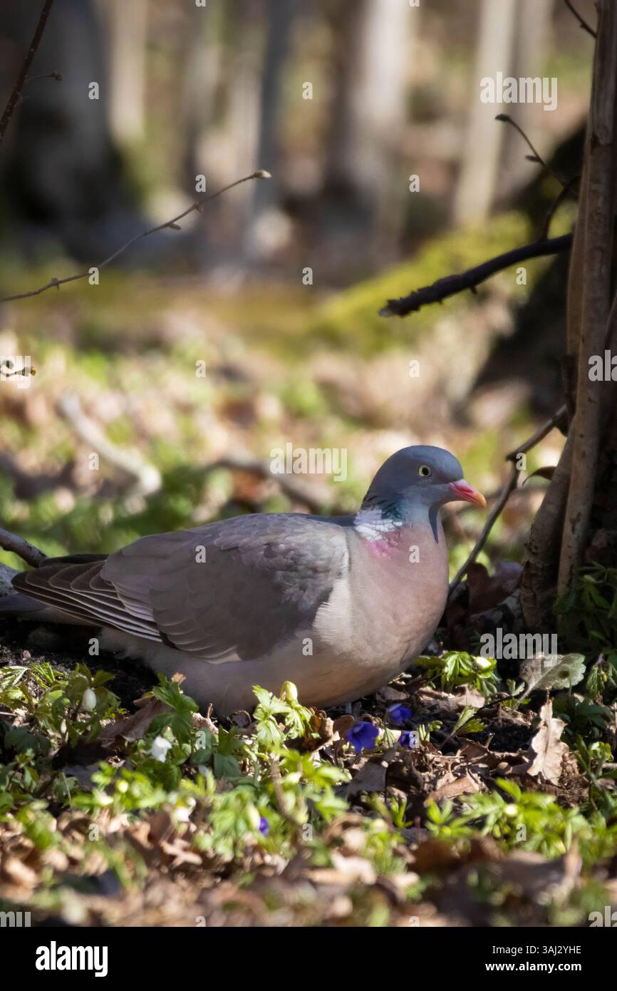 European wild pigeon, turtle dove, wood pigeon. Close-up photo of a ...