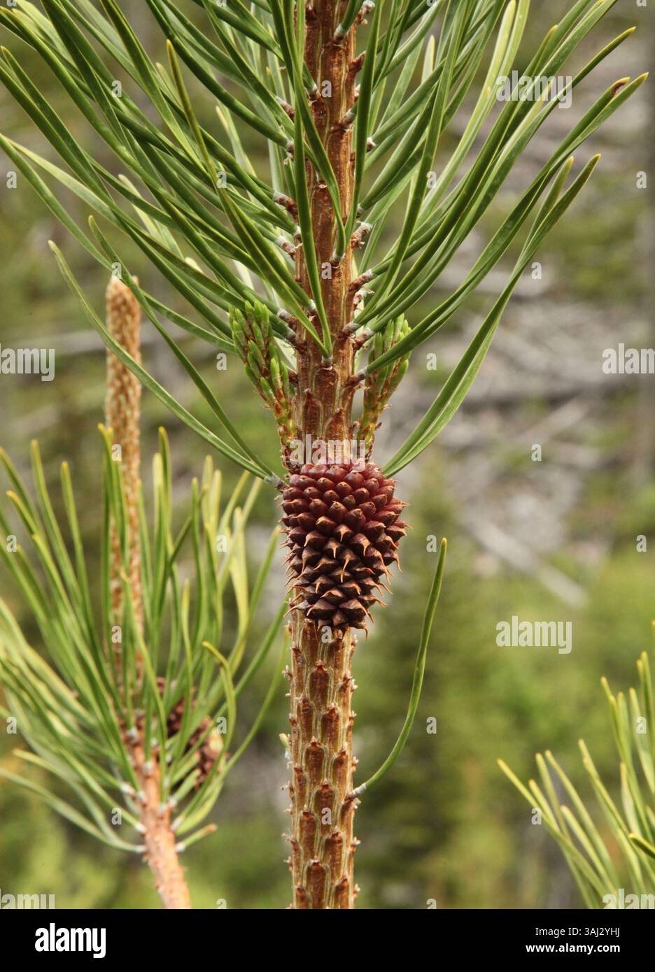 Lodgepole Pine (Pinus contorta) cone on a tree in Beartooth Mountains ...