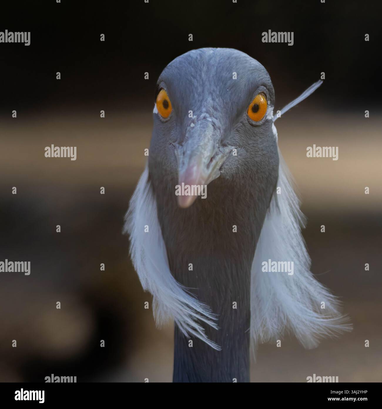 Demoiselle crane (Anthropoides virgo), also known as the blue crane ...