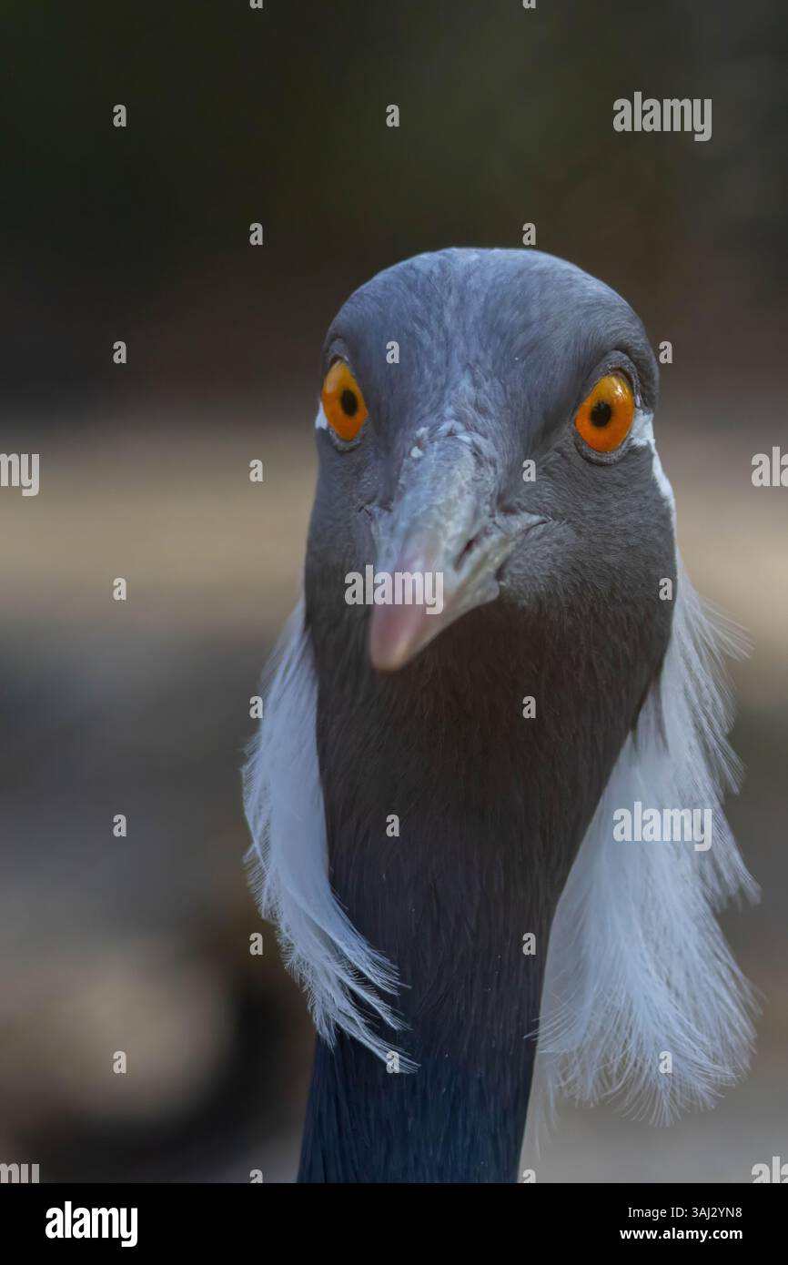 Demoiselle crane (Anthropoides virgo), also known as the blue crane ...