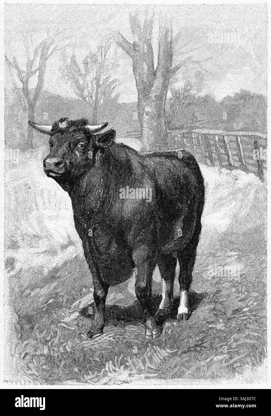 This 1886 engraving by T.H. Heard shows a short-horn bull, a breed ...