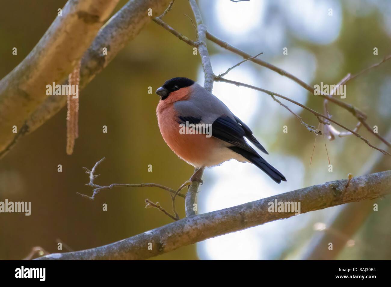 Bulfinch male female hi-res stock photography and images - Alamy