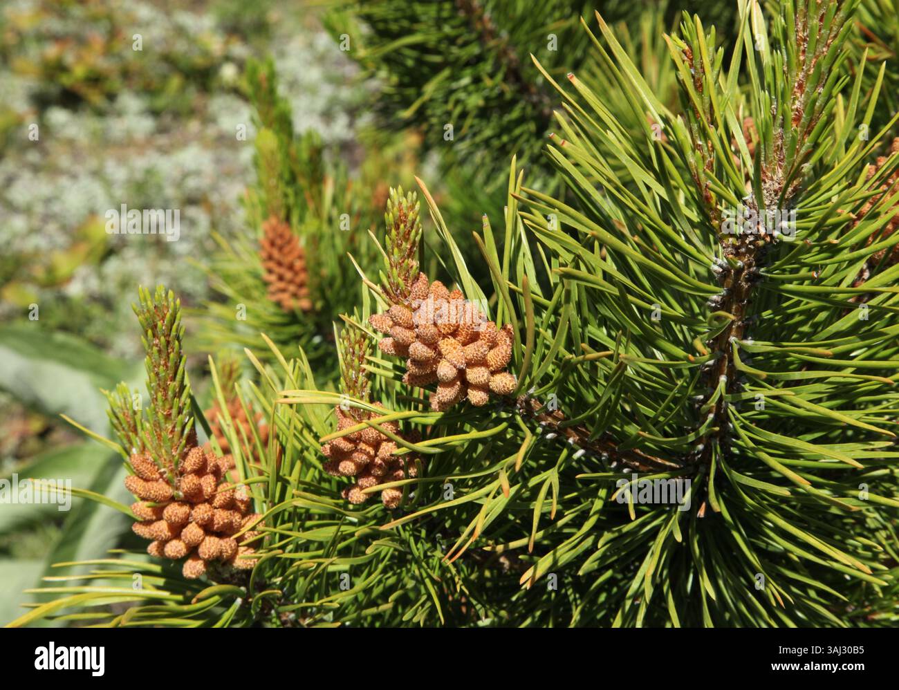 Shore pine pinus contorta contorta hi-res stock photography and images ...