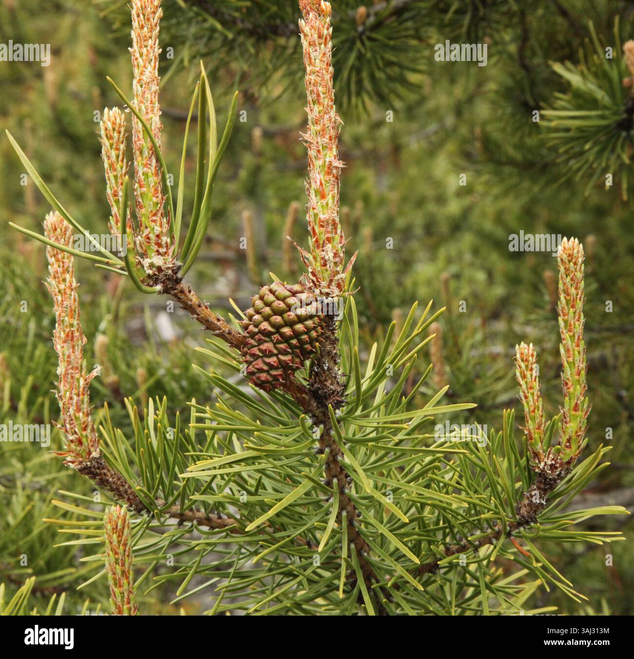 Shore pine pinus contorta contorta hi-res stock photography and images ...