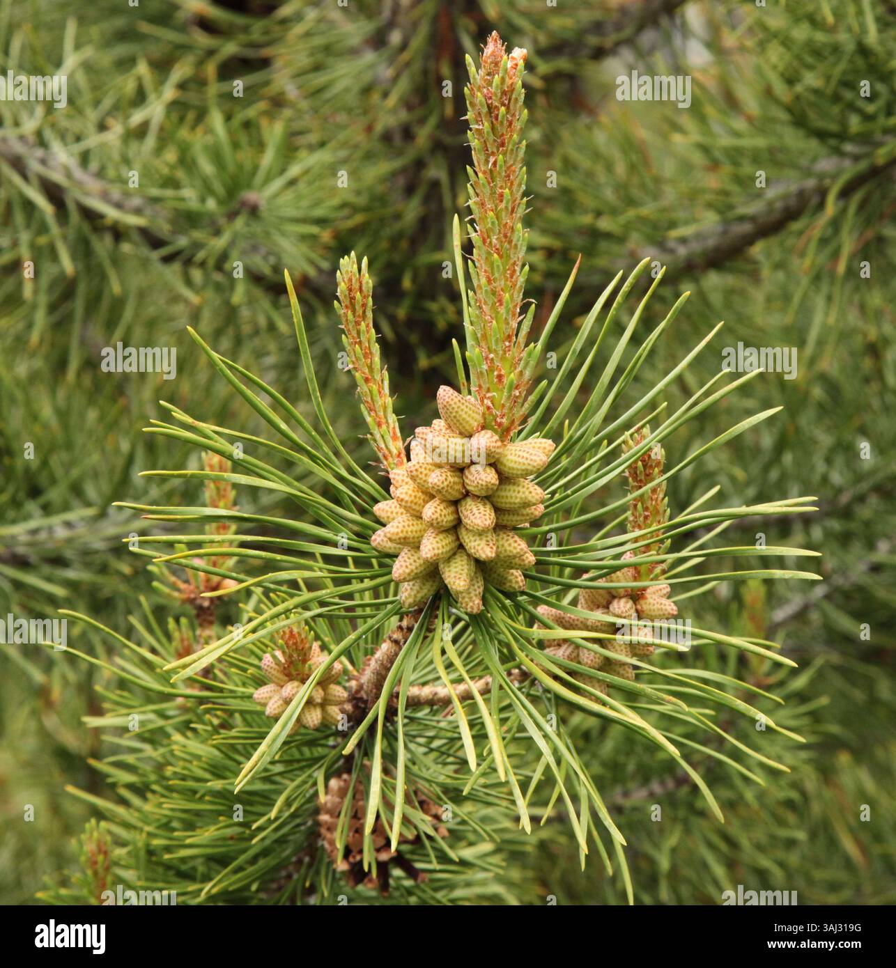 Lodgepole Pine (Pinus contorta) cones and needles in Beartooth Mountains, Montana Stock Photo ...