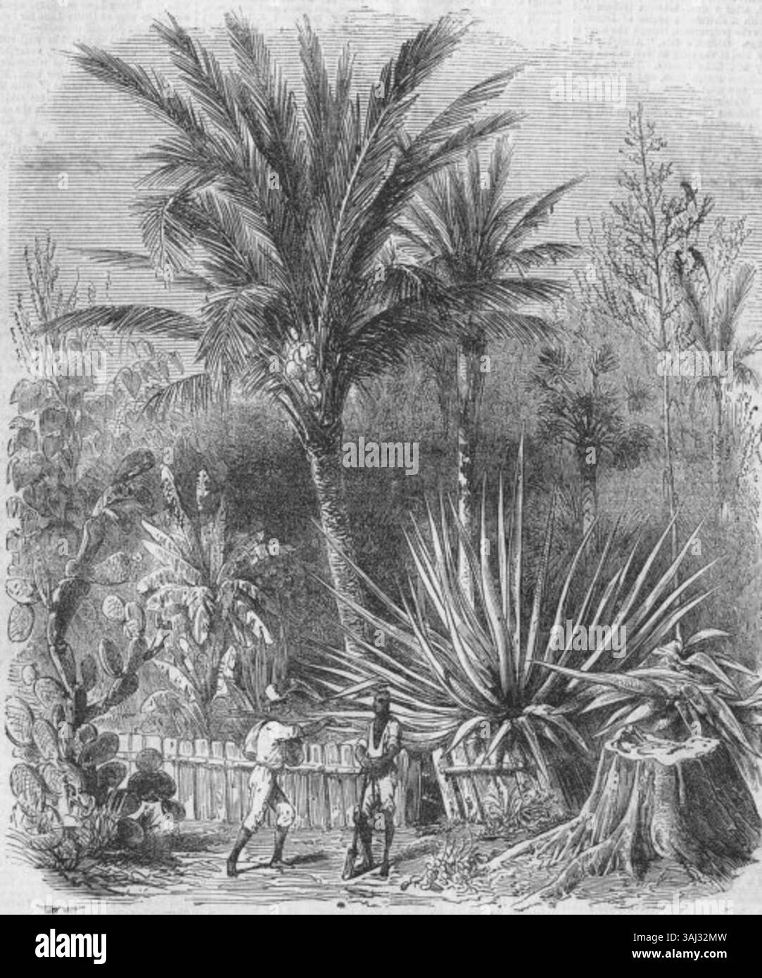 Illustration from the 'Illustrated Times' depicting a Cuban plantation ...