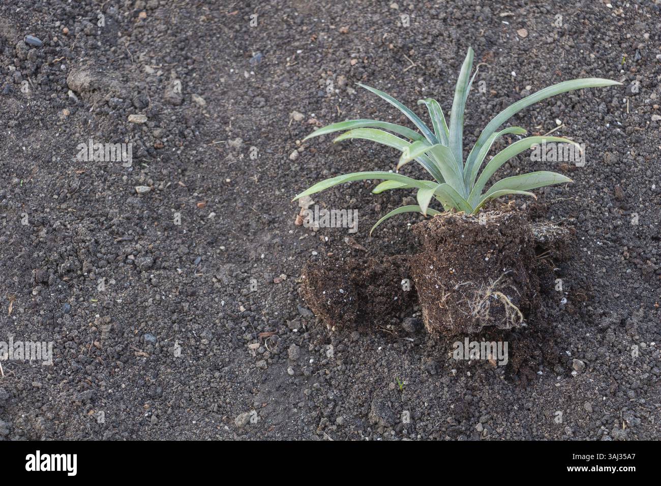A small pineapple plant with roots growing out of the ground, on a dirt ...