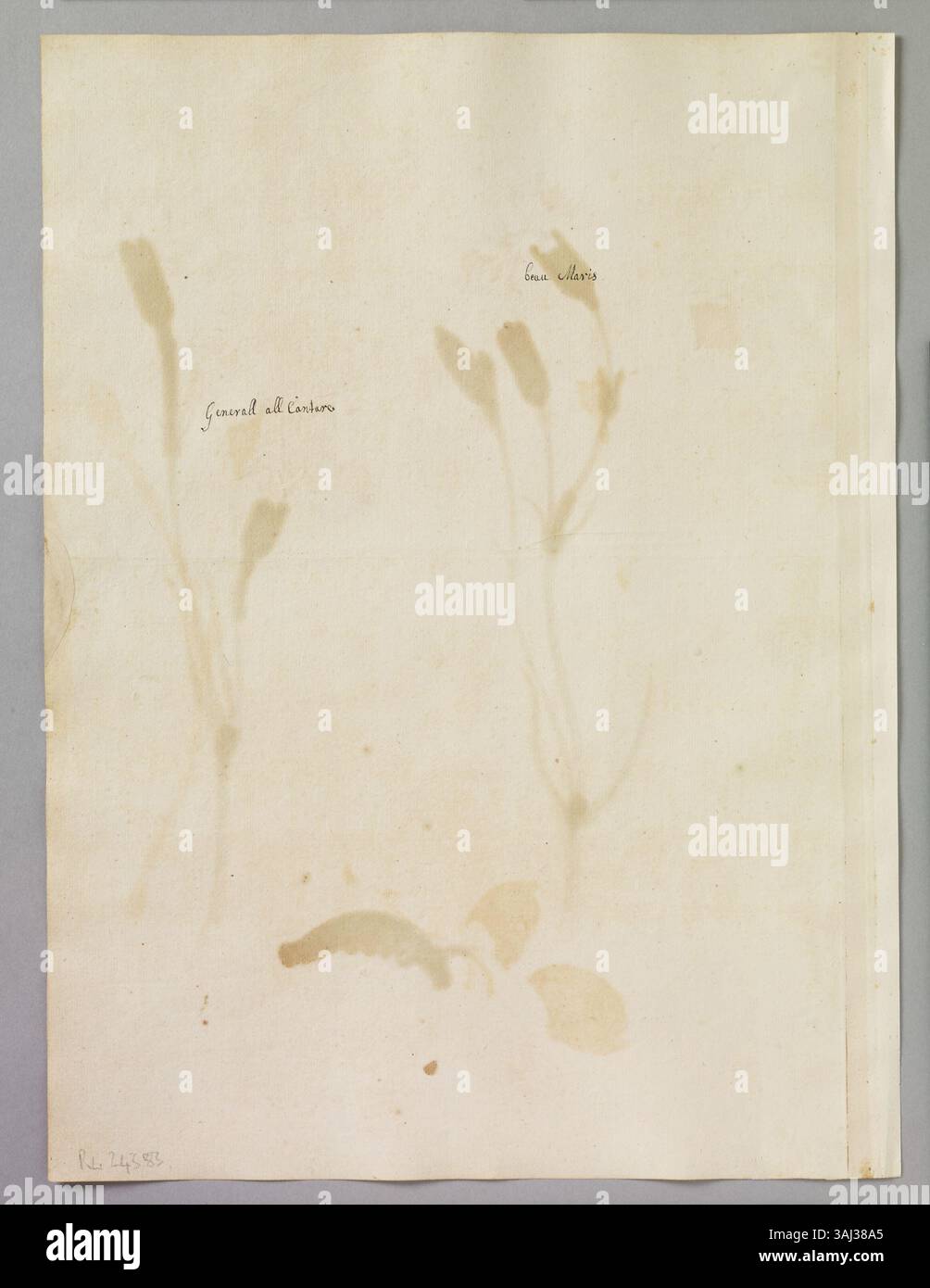 Alexander Marshal's 17th-century watercolour features Beau Marie and ...