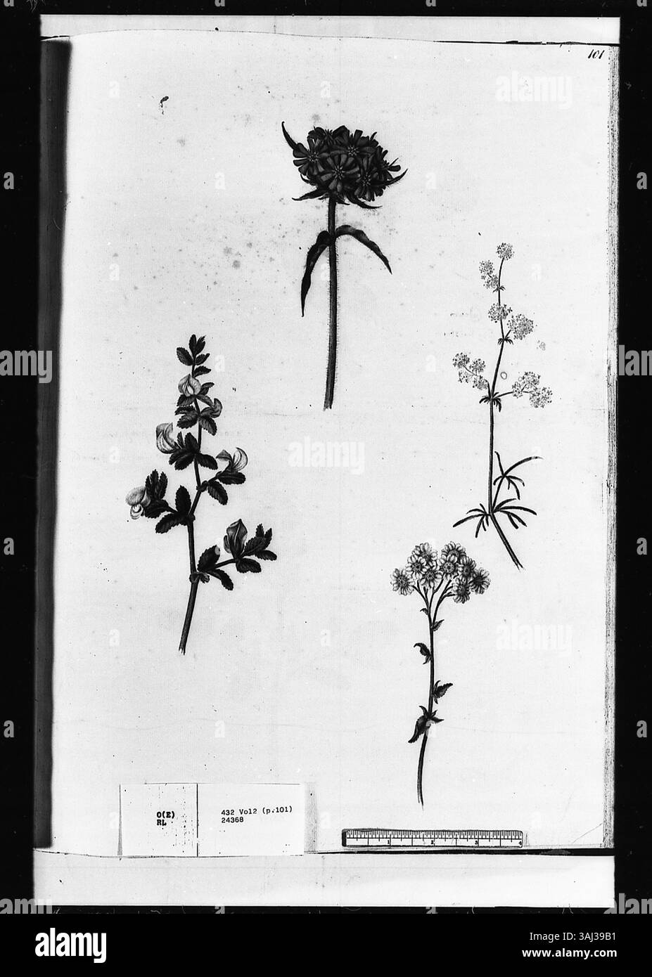 Straw bed Black and White Stock Photos & Images - Alamy