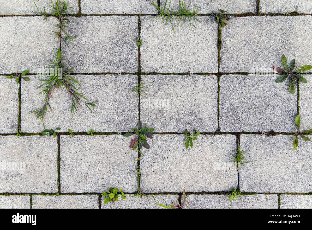 Weathered Concrete Pavers with Grass Growth. A close-up view of ...