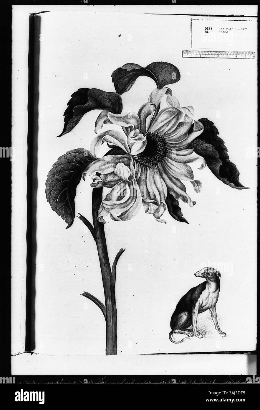 A watercolor by Alexander Marshal (c. 1620-82) depicting a large Common ...