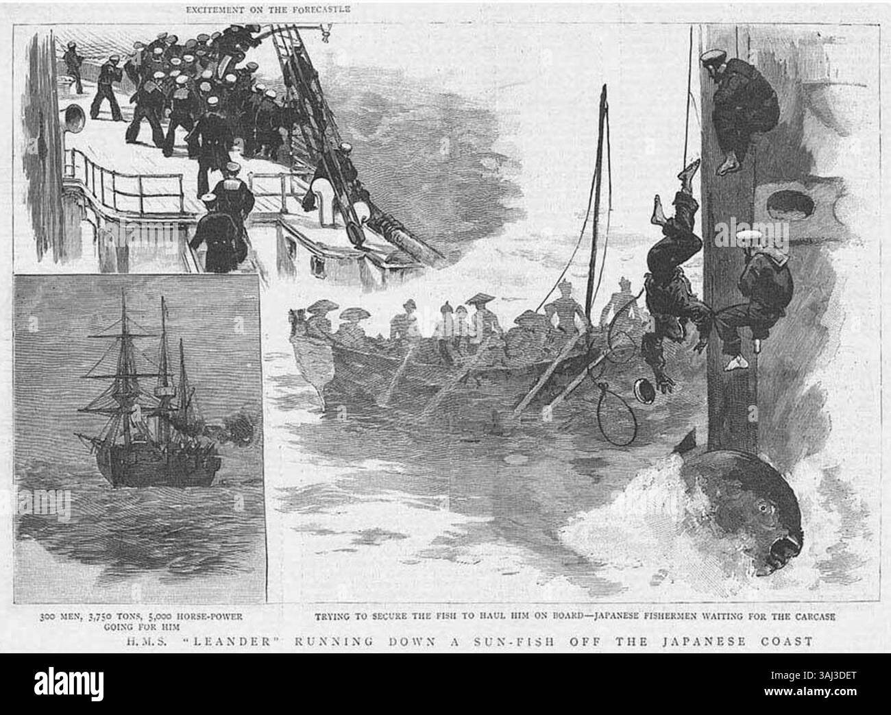 This wood engraving from 'The Graphic' depicts the HMS 'Leander ...