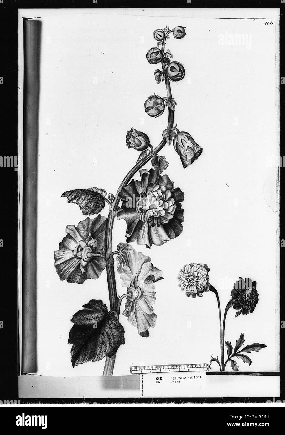 Watercolor illustration by Alexander Marshal showing a large Pink ...