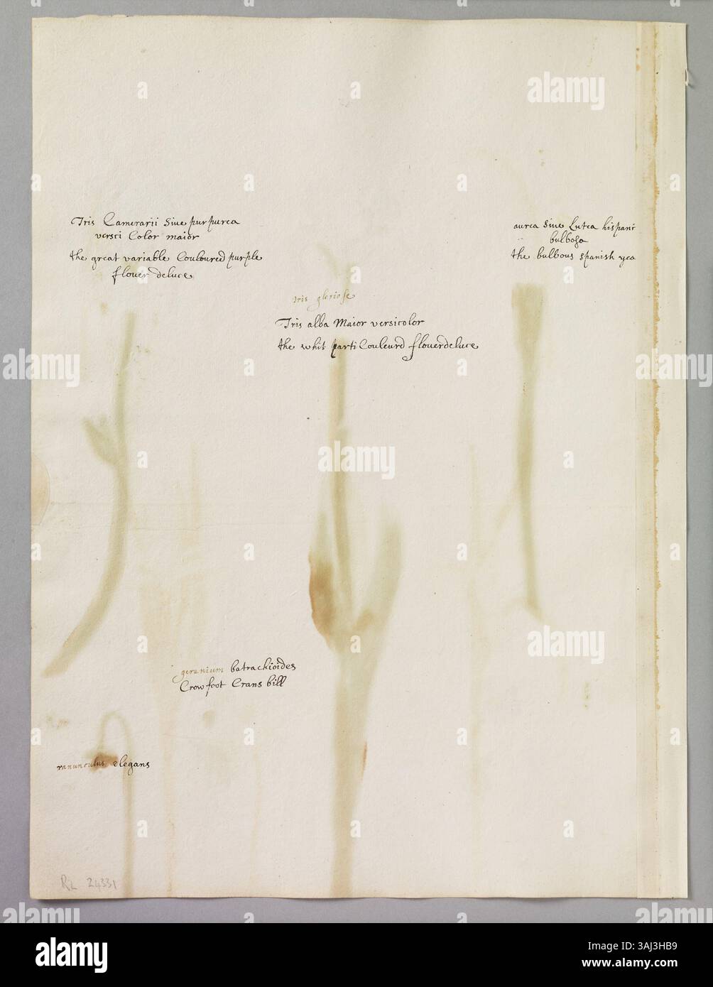 A page of watercolours by Alexander Marshal, showing six flowers ...