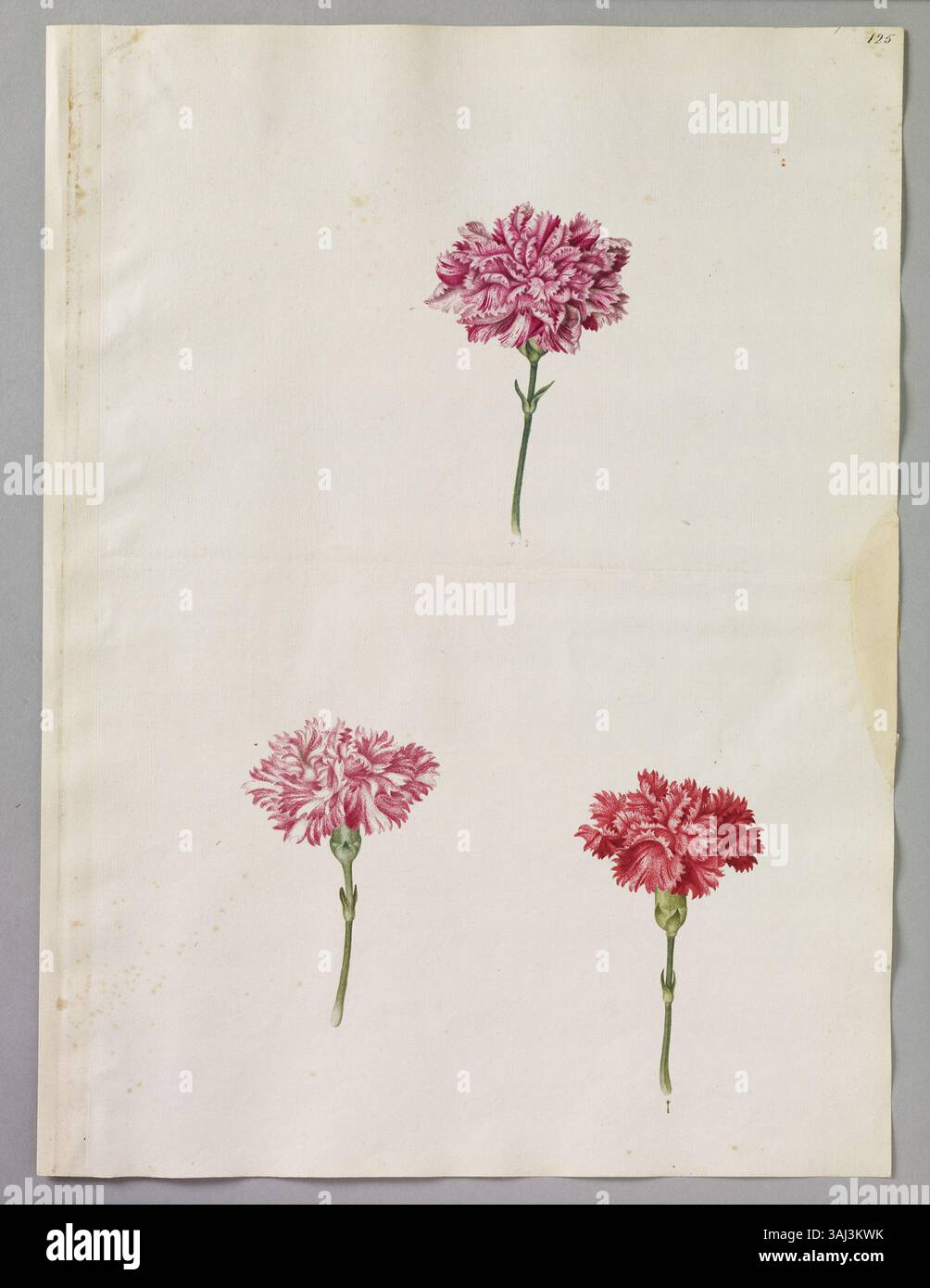 Watercolor page by Alexander Marshal depicting three types of ...