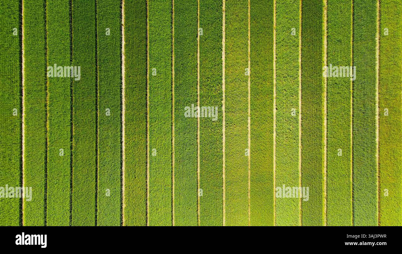 Aerial View of Green Agricultural Fields. A stunning aerial shot of ...