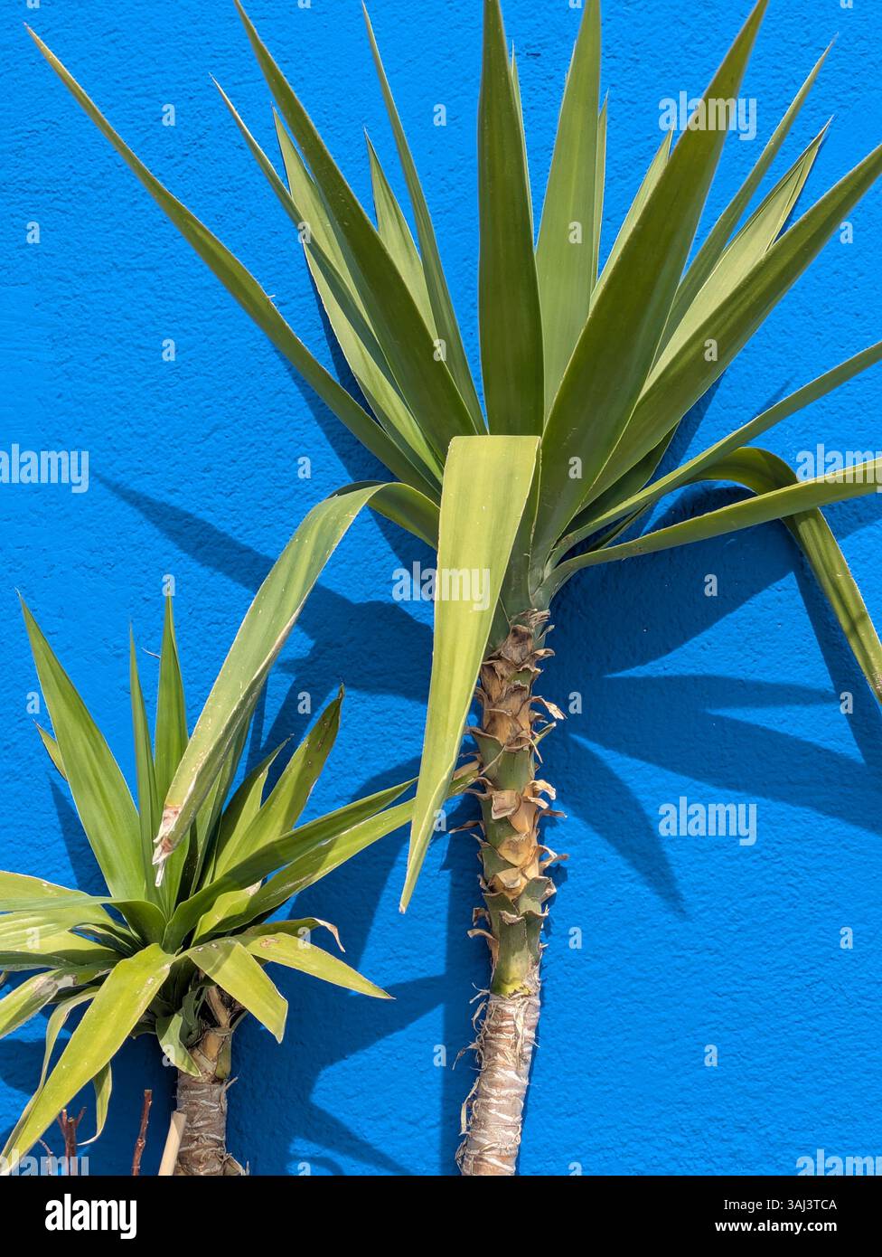 Vibrant blue plant hi-res stock photography and images - Alamy