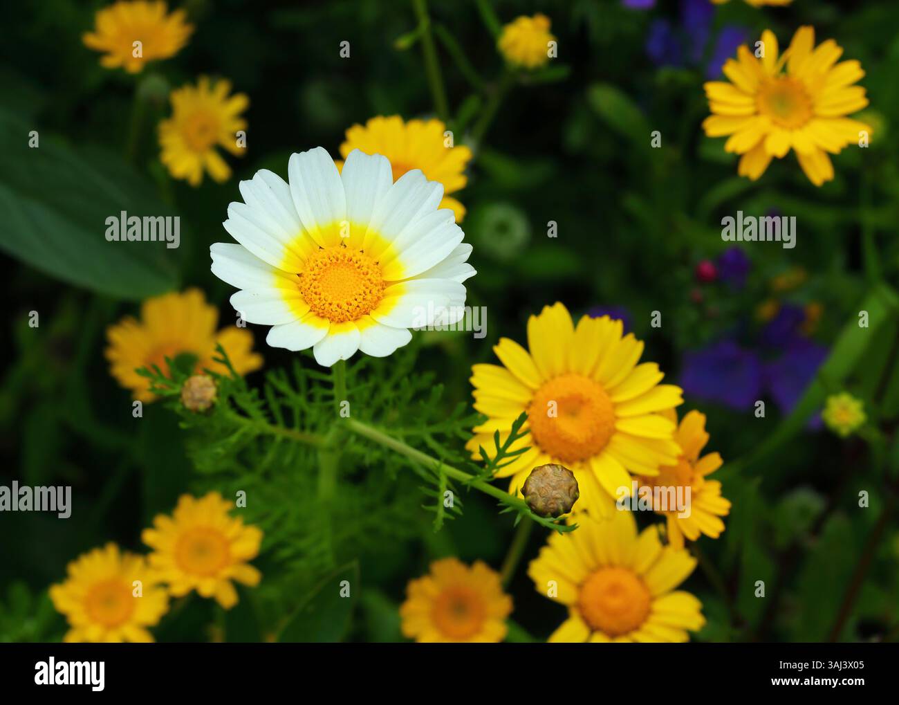 Spring flowers. White and yellow Glebionis coronaria - Crown daisies ...