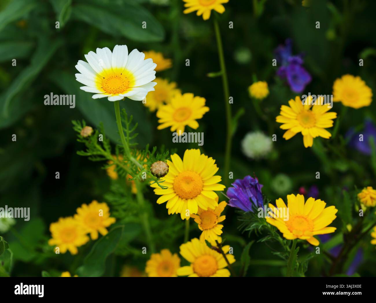 Spring flowers. White and yellow Glebionis coronaria - Crown daisies ...