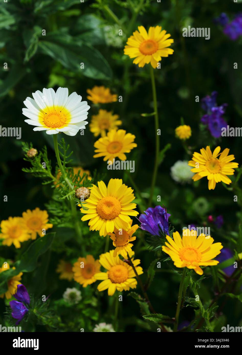 Spring flowers. White and yellow Glebionis coronaria - Crown daisies ...