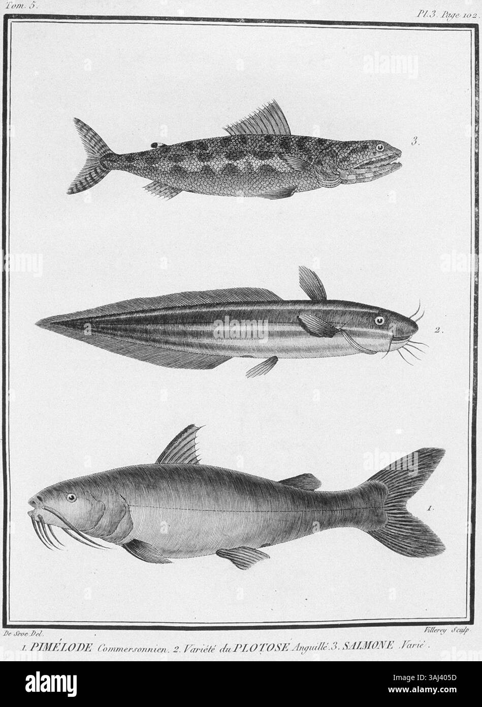 This engraving from 1803 by Villerey and de Sève depicts the fish ...