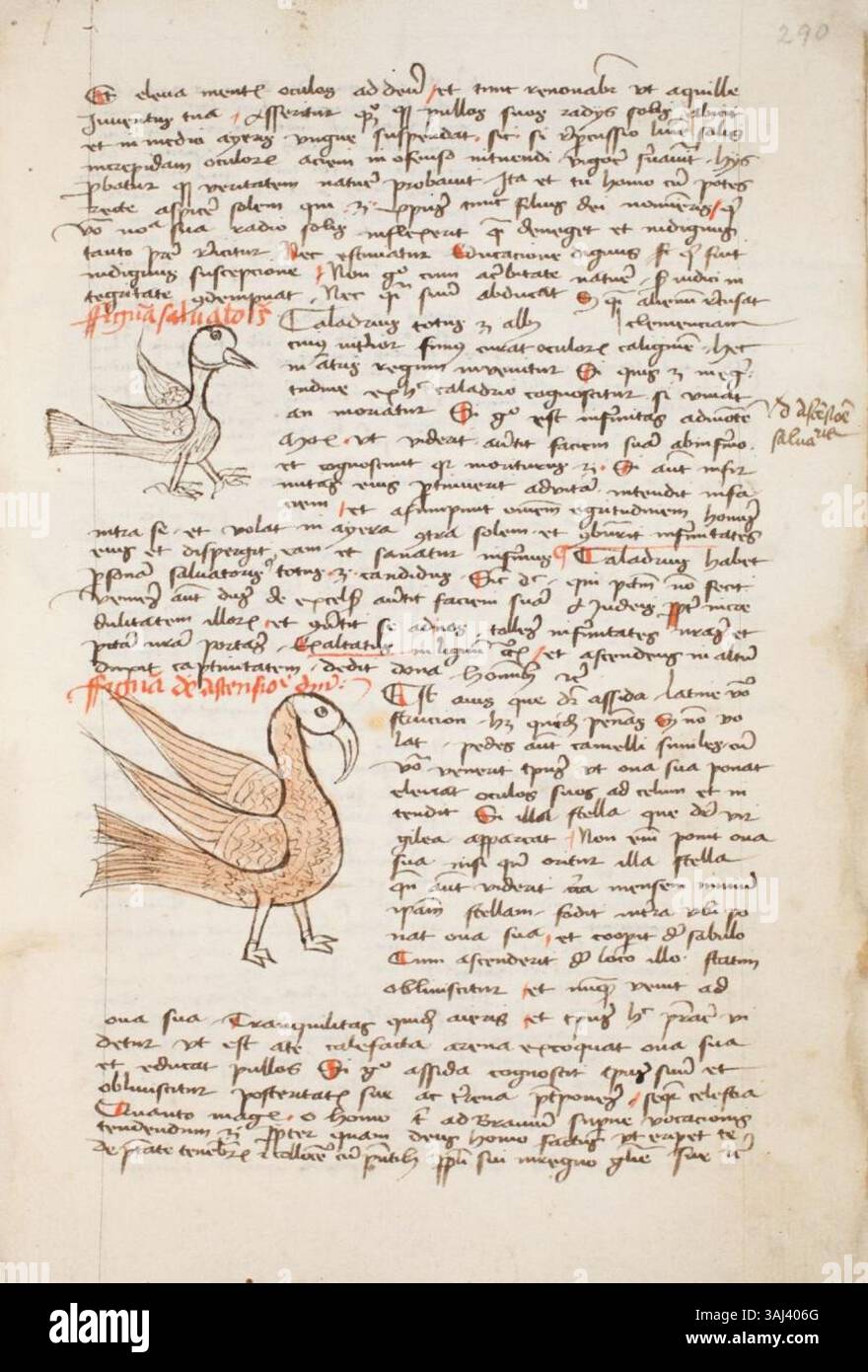 Zirc bestiary hi-res stock photography and images - Alamy