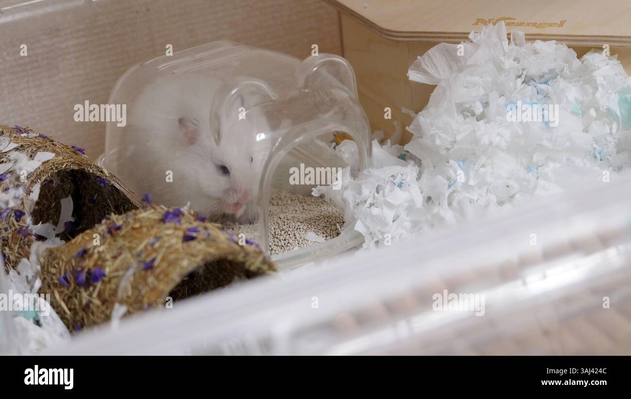 A cute white hamster sitting inside its sand bath container. Surrounded ...