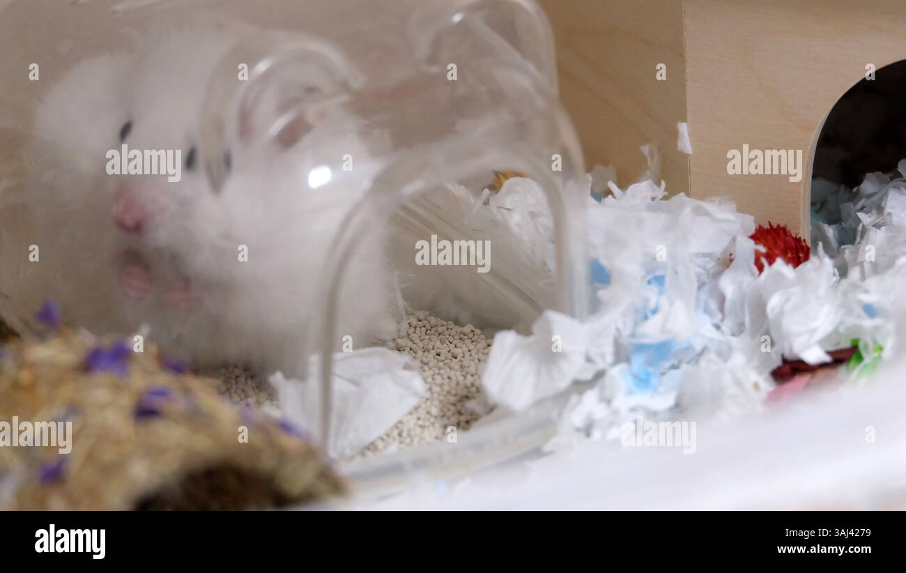 A cute white hamster sitting inside its sand bath container. Surrounded ...