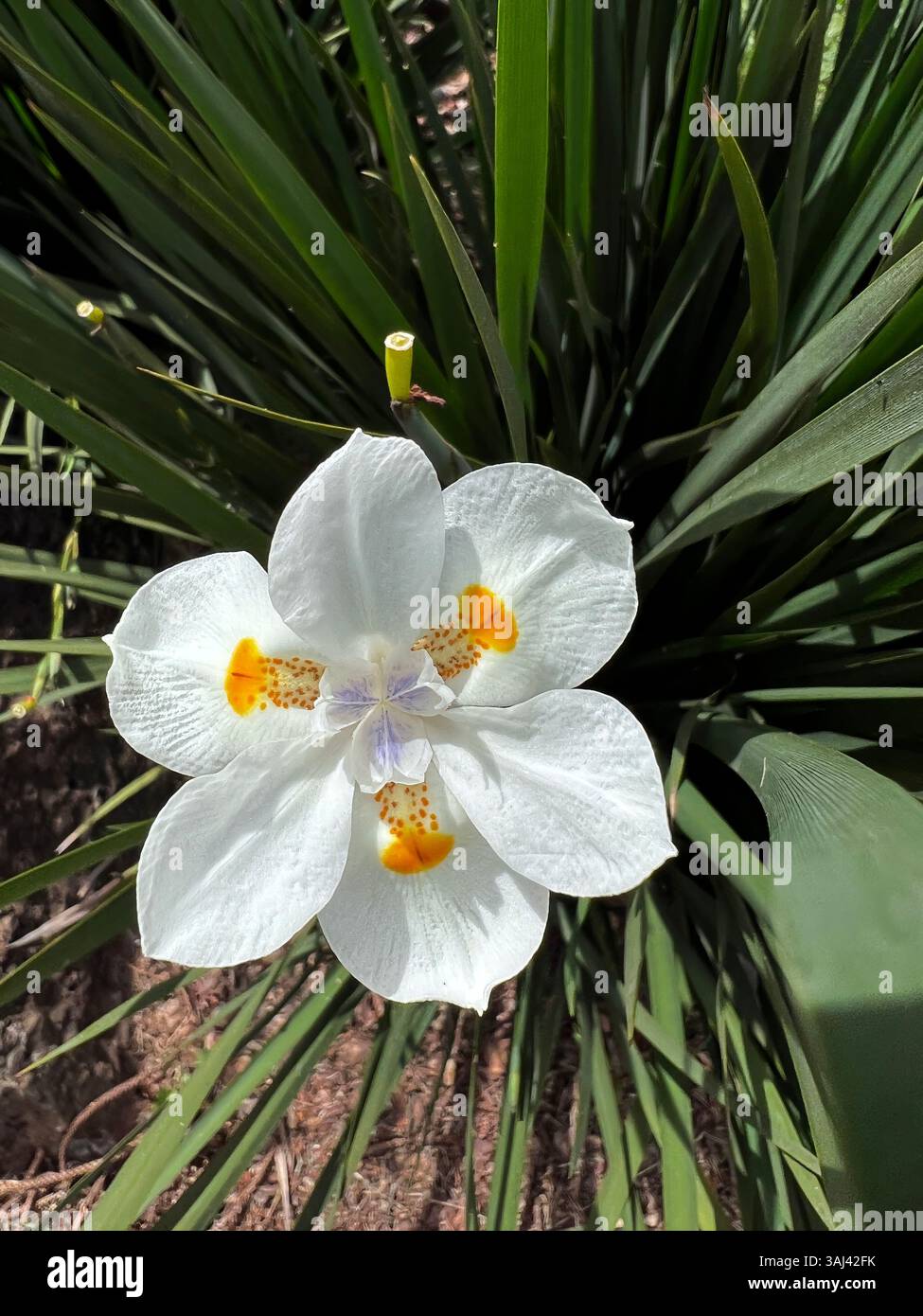 White African iris in full bloom with yellow and purple accents ...