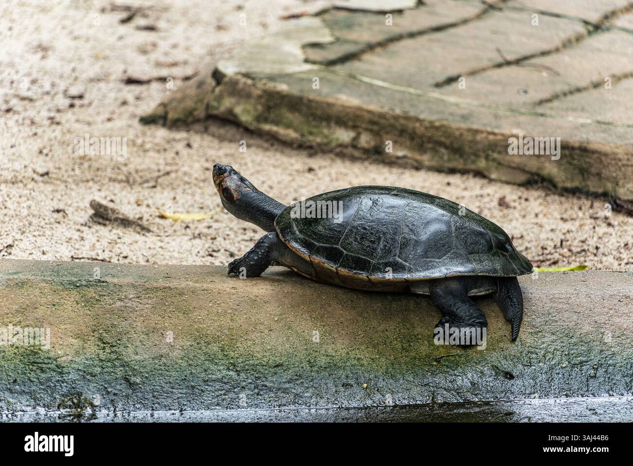 The Arrau turtle, Podocnemis expansa, also known as the giant South ...