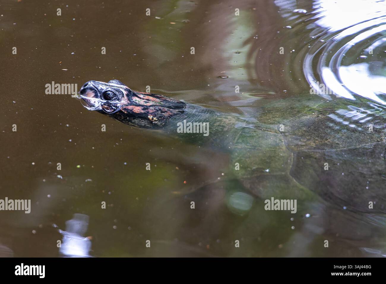 The Arrau turtle, Podocnemis expansa, also known as the giant South ...