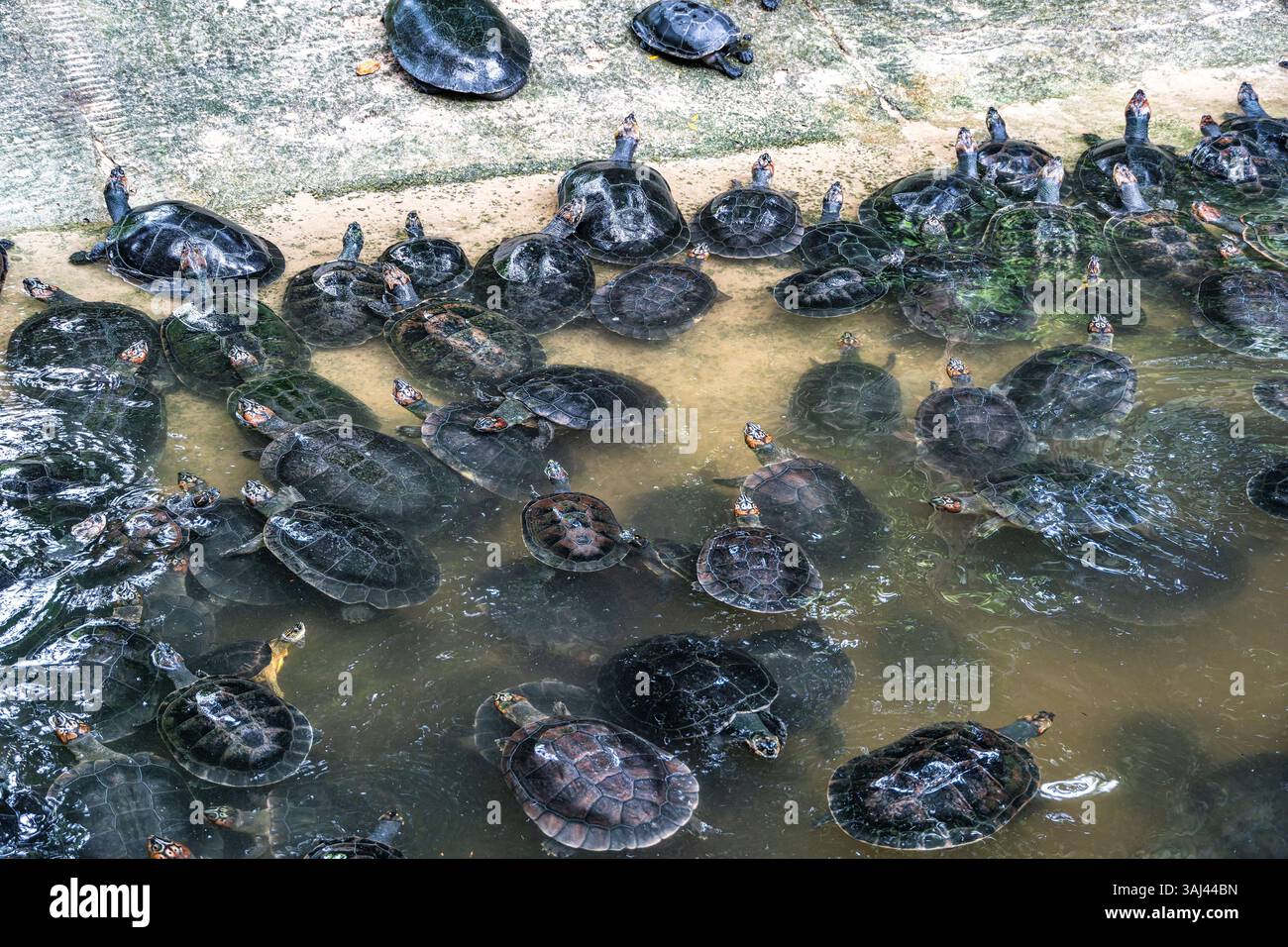 The Arrau turtle, Podocnemis expansa, also known as the giant South ...