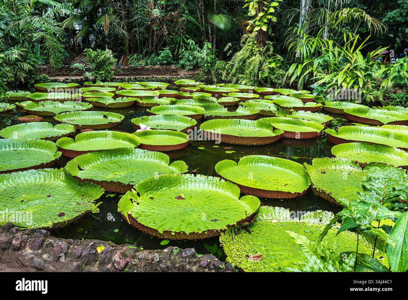 Amazonian lily in water, the largest aquatic plant in the world in ...