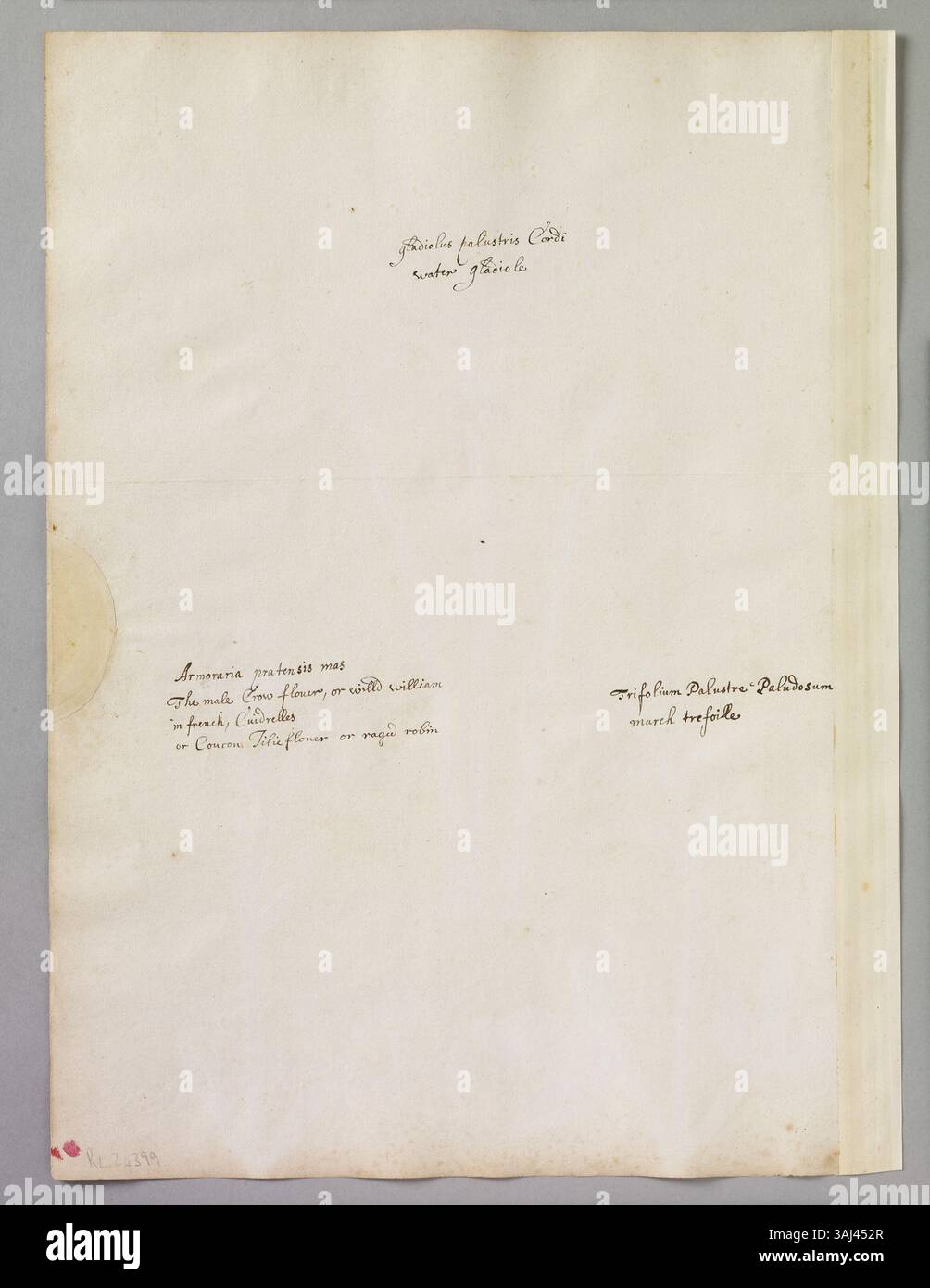 This watercolor by Alexander Marshal includes three plants: Wild Ragged ...