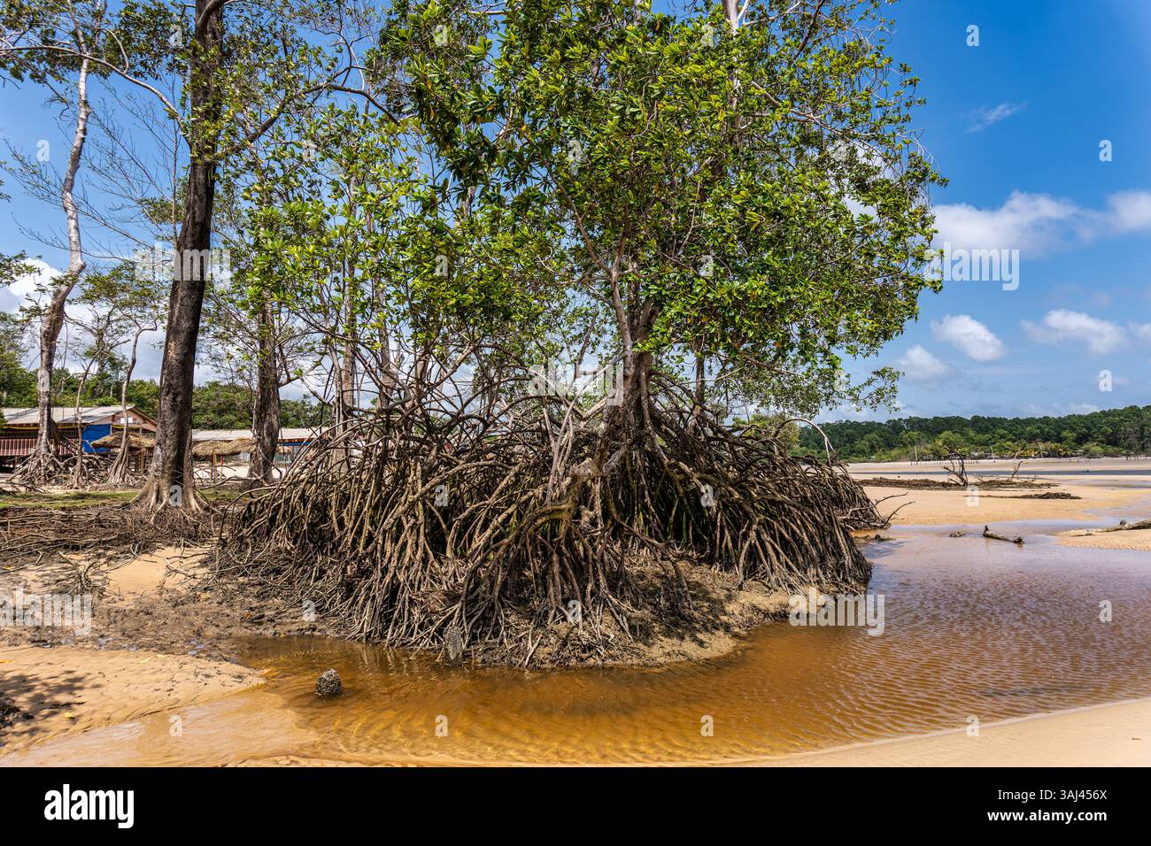 Barra velha beach at Soure, Marajo in Para, Brazil. Beautiful natural ...