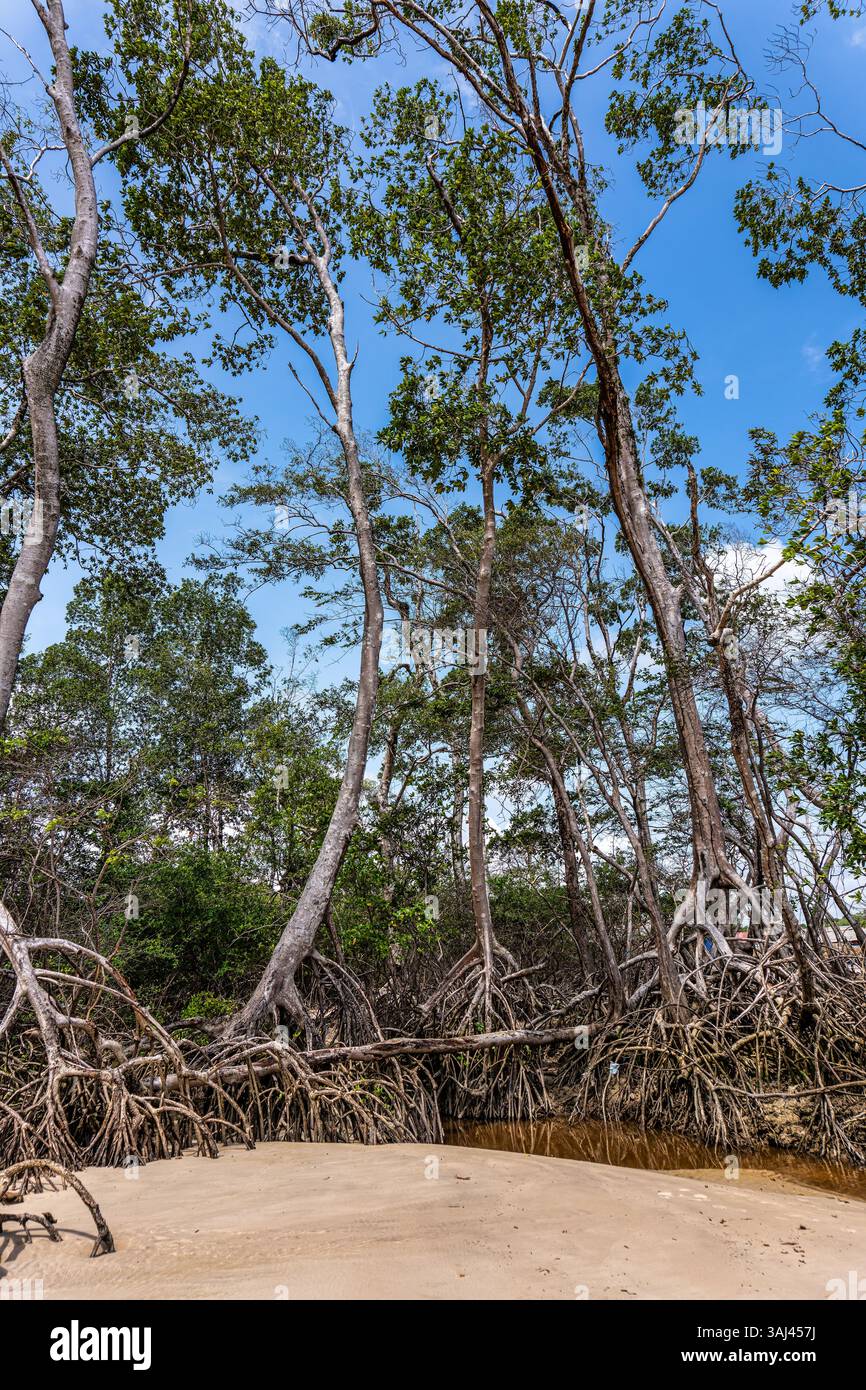 Barra velha beach at Soure, Marajo in Para, Brazil. Beautiful natural ...