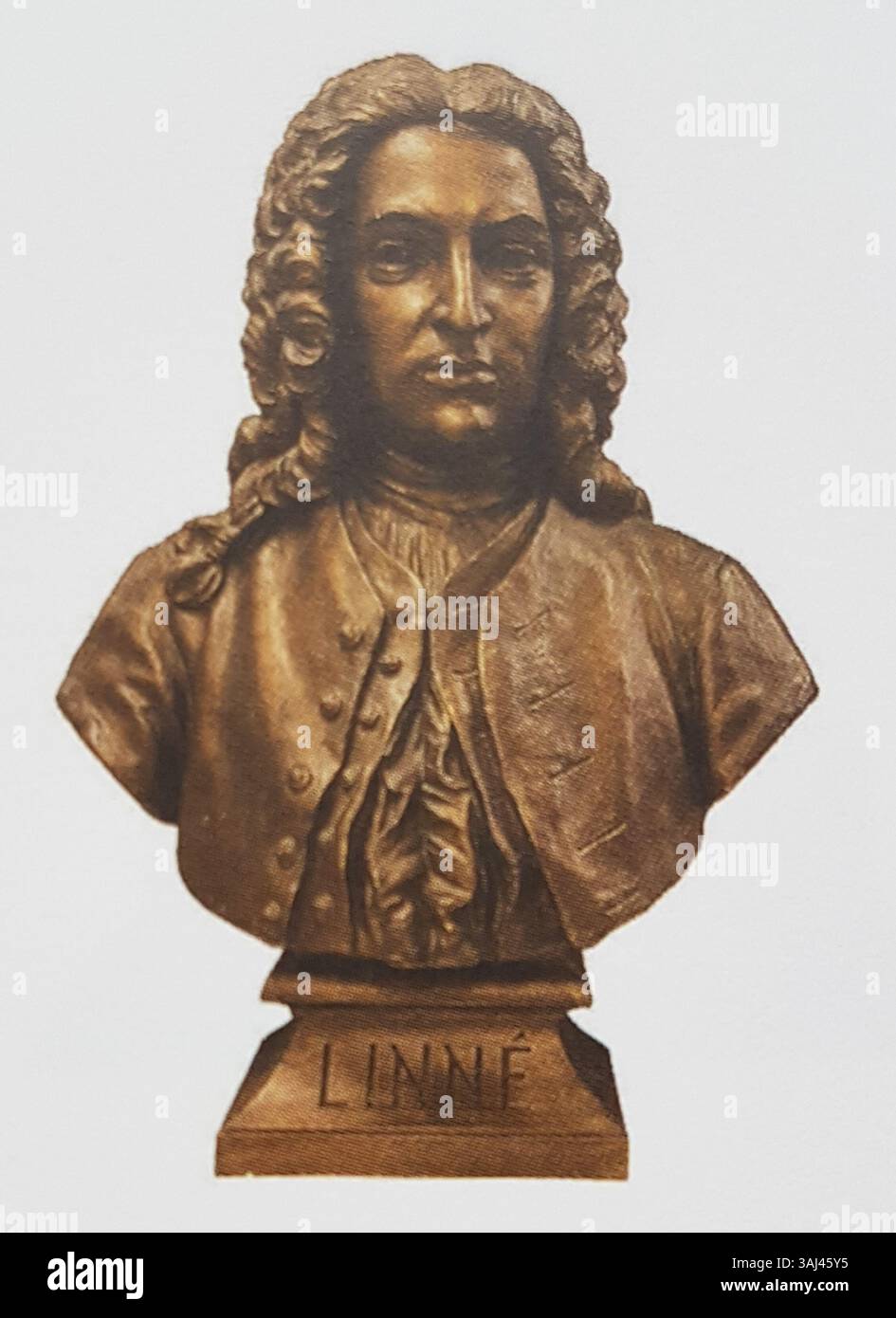 Linné human hi-res stock photography and images - Alamy