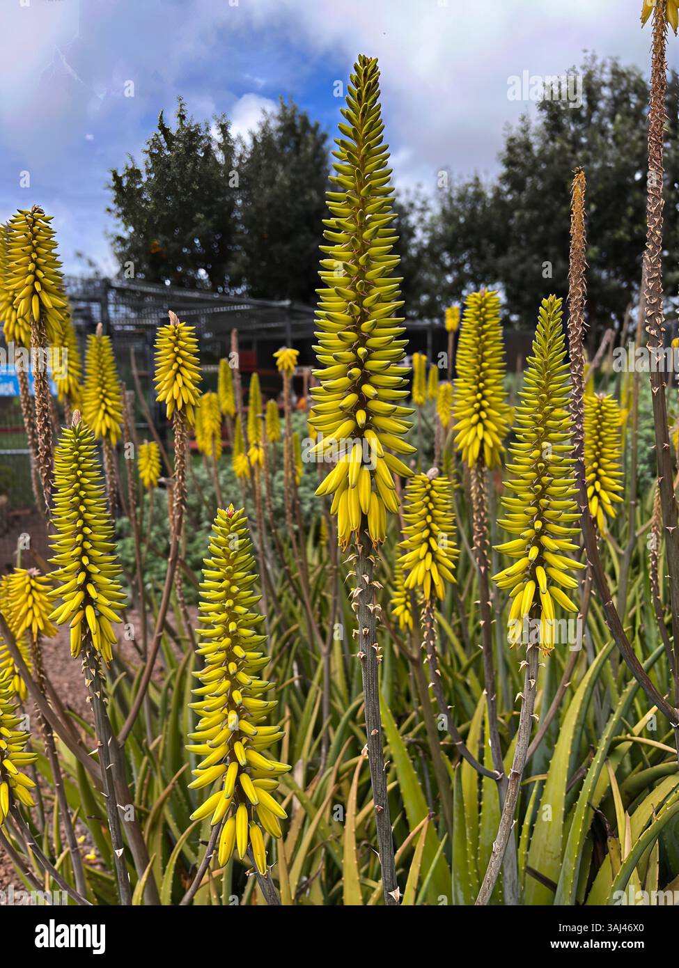 Vertical aloe vera flowers in full yellow bloom create a stunning ...