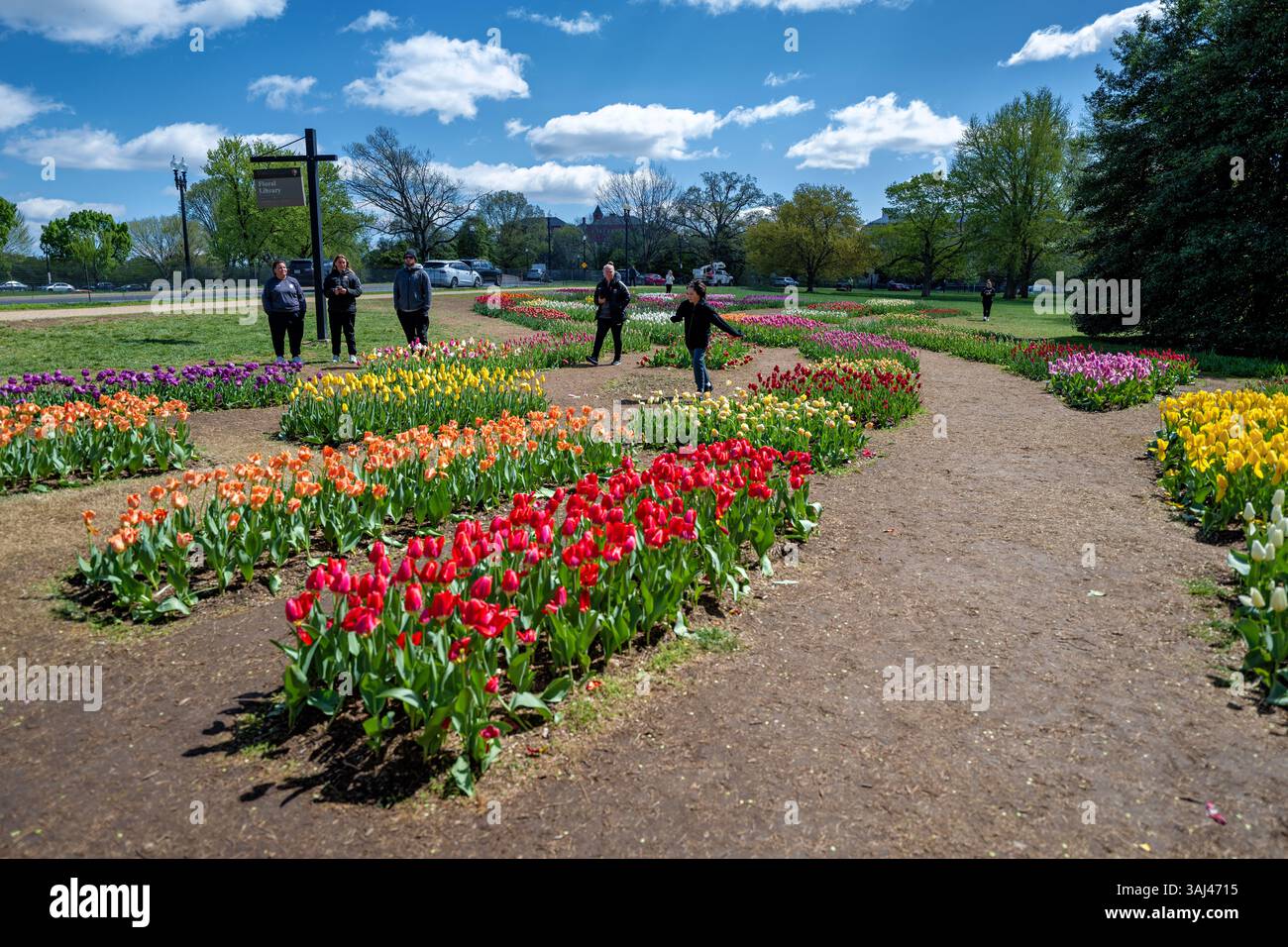 ARLINGTON, Virginia — Vibrant tulips bloom in manicured gardens ...