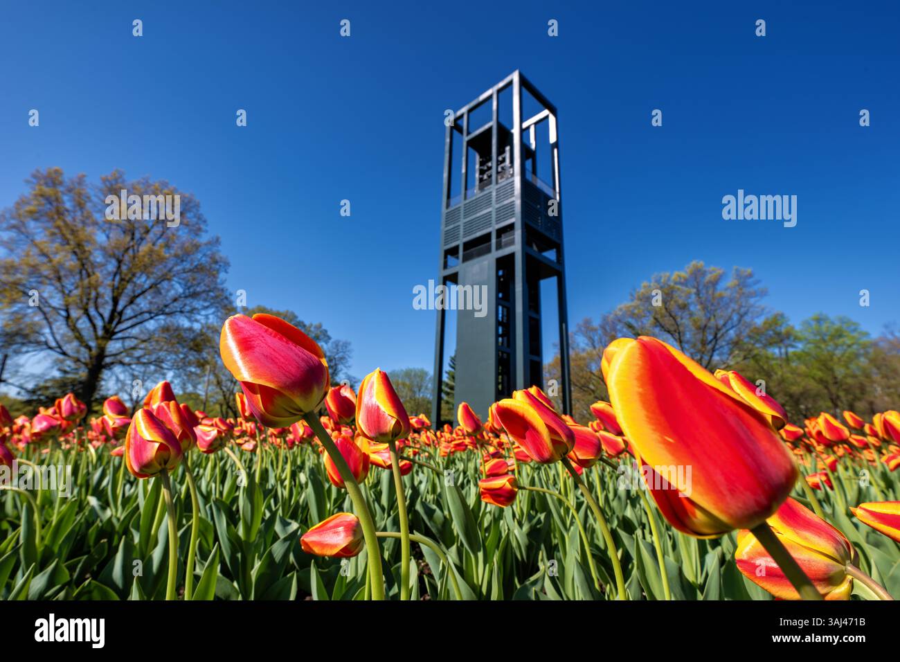 ARLINGTON, Virginia — Vibrant tulips bloom in manicured gardens ...
